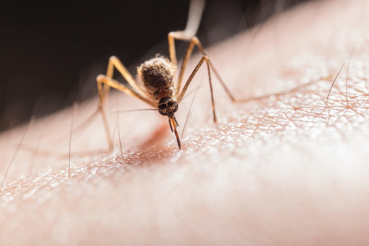 What Do Mosquitoes Eat? A Detailed Look into Their Diet